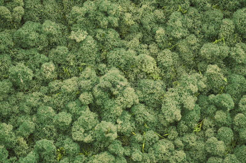 Decorative Stabilized Moss, Close-up Background. Moss Texture Stock ...
