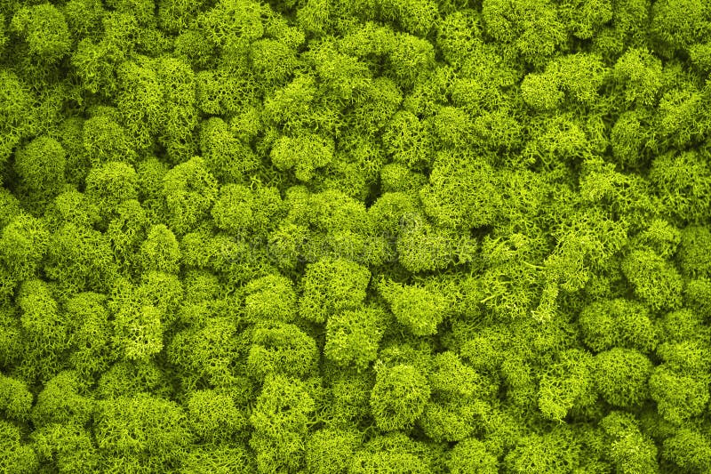 Decorative Stabilized Moss, Close-up Background. Moss Texture Stock ...