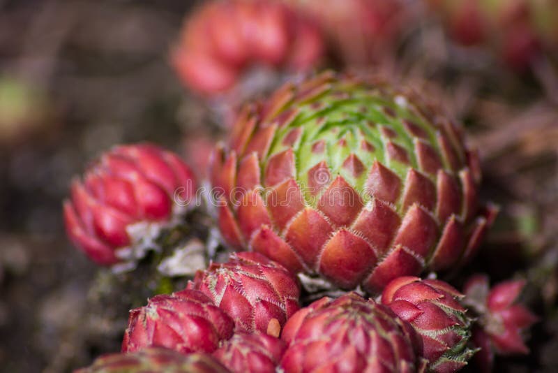 Decorative Stone Rose Flower Stock Image - Image of background, closeup ...