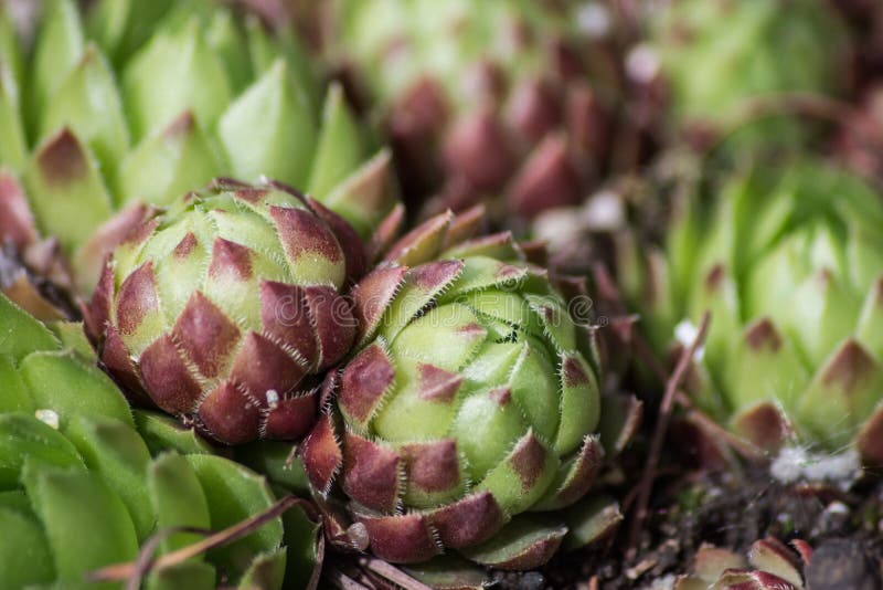 Decorative Stone Rose Flower Stock Image - Image of swing, stone: 174408805