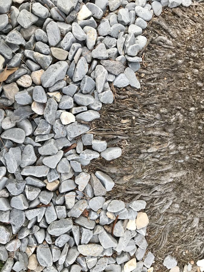 Decorative Stones Next To the Roots of a Palm Tree Stock Photo - Image ...