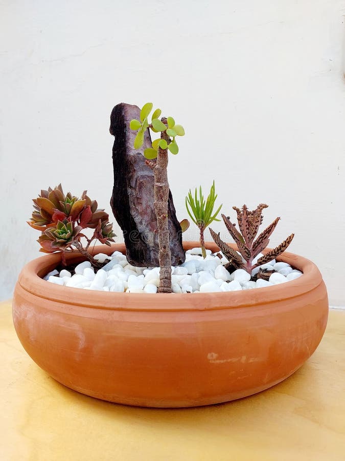 Decorative Succulent and Stone Planter Stock Image - Image of succulent ...