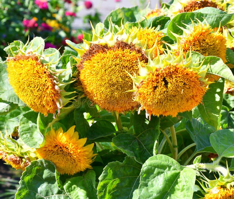 Decorative Sunflower on Autumn Day Stock Photo - Image of blossom ...