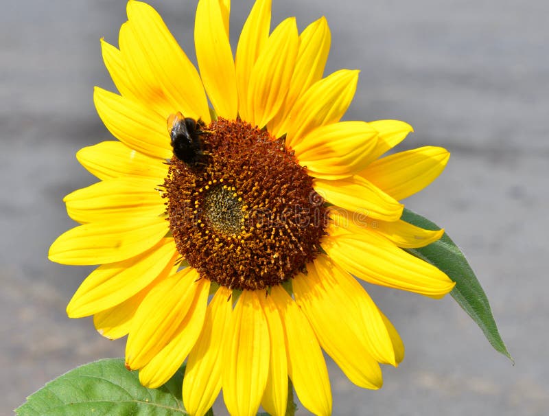 Decorative Sunflower on Autumn Day Stock Photo - Image of natural ...