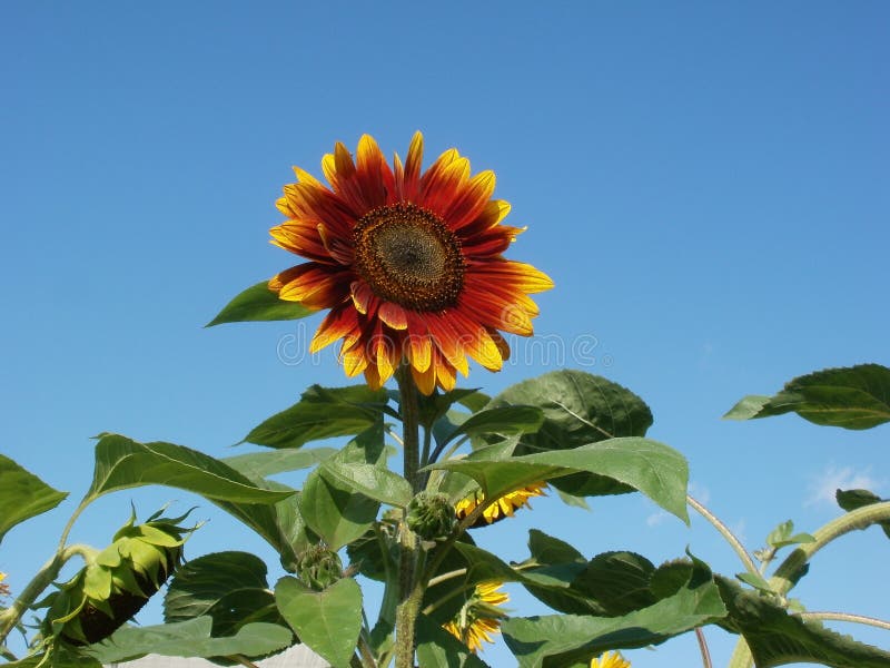 Decorative sunflower stock image. Image of summer, sunflower - 85011139