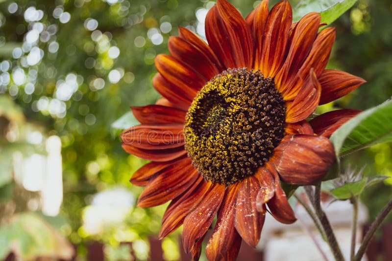 Decorative sunflower stock photo. Image of leaf, giant - 196965628