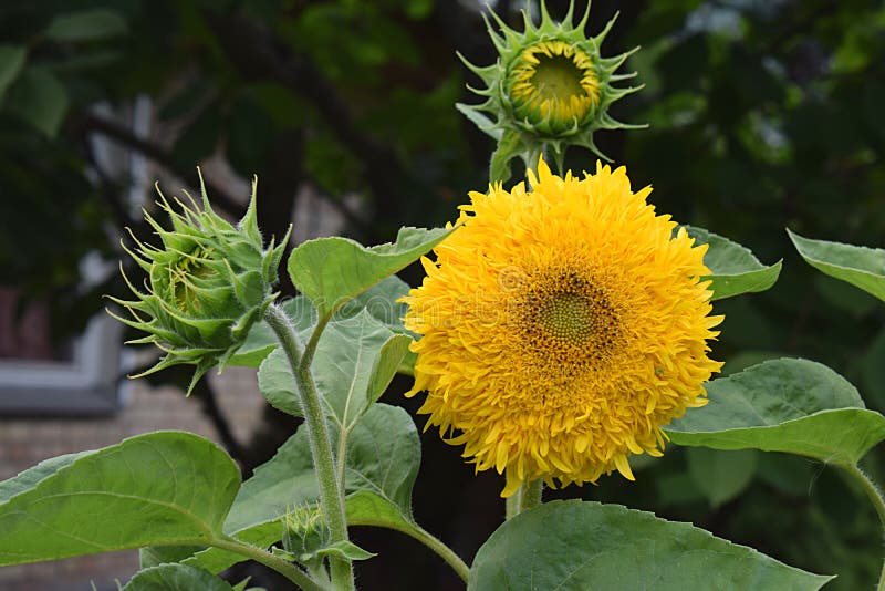 Decorative Sunflower Flower in the Garden Stock Image - Image of floral ...