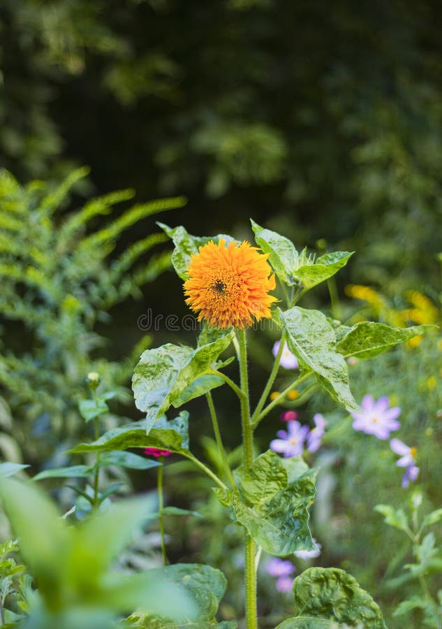 Decorative Sunflower on Flowerbed Stock Photo - Image of head, leaves ...