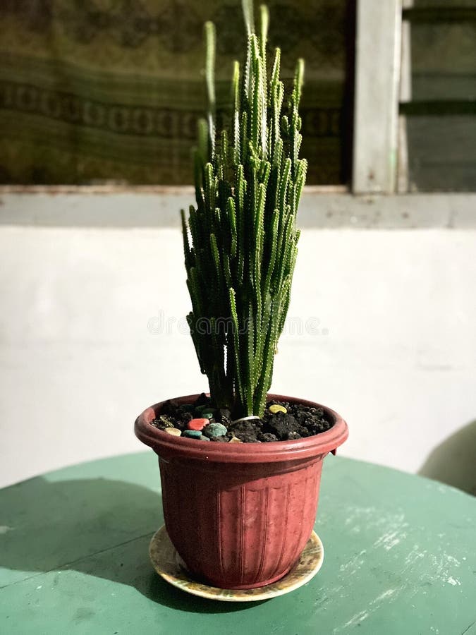 A Decorative Tall Cactus in Red Pot Stock Photo - Image of decorative ...