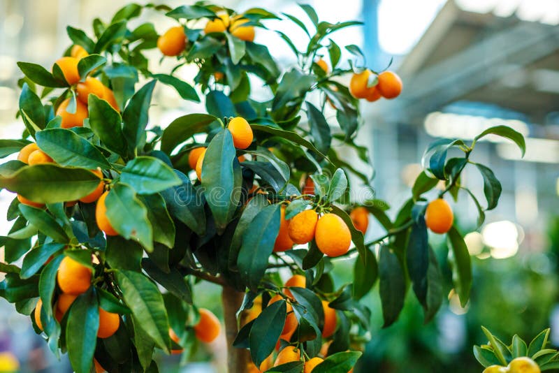 Decorative Tangerine Tree, Ripe Tangerines on a Branch Stock Photo ...