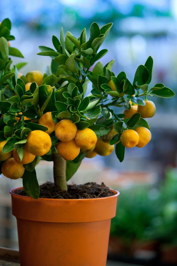 Citrus Tree with Fruit - Small Orange Stock Photo - Image of tangerine ...