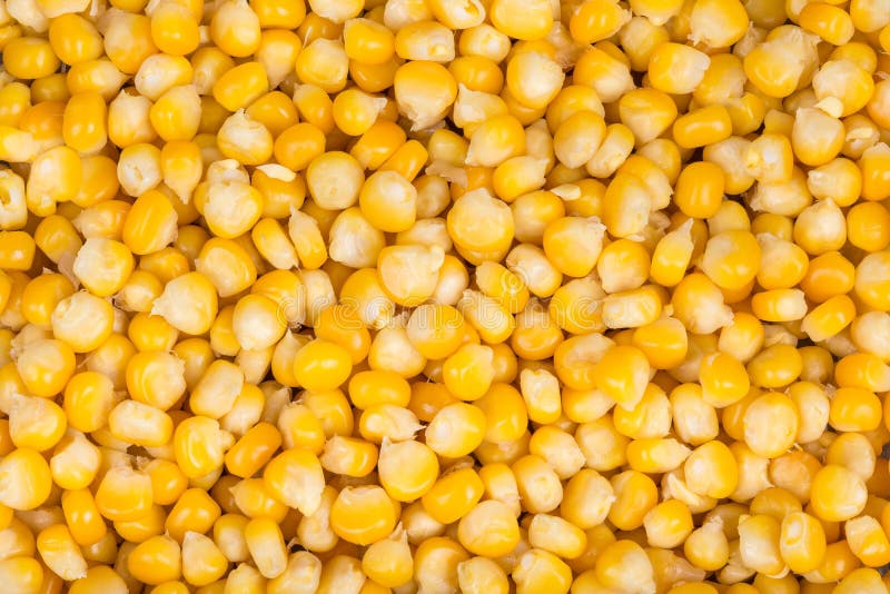 Plenty of Beautiful Yellow Corn As a Background Stock Image - Image of ...