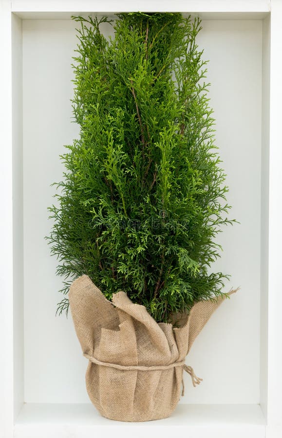 Decorative Thuya in Pots of Burlap Stock Image - Image of decor ...