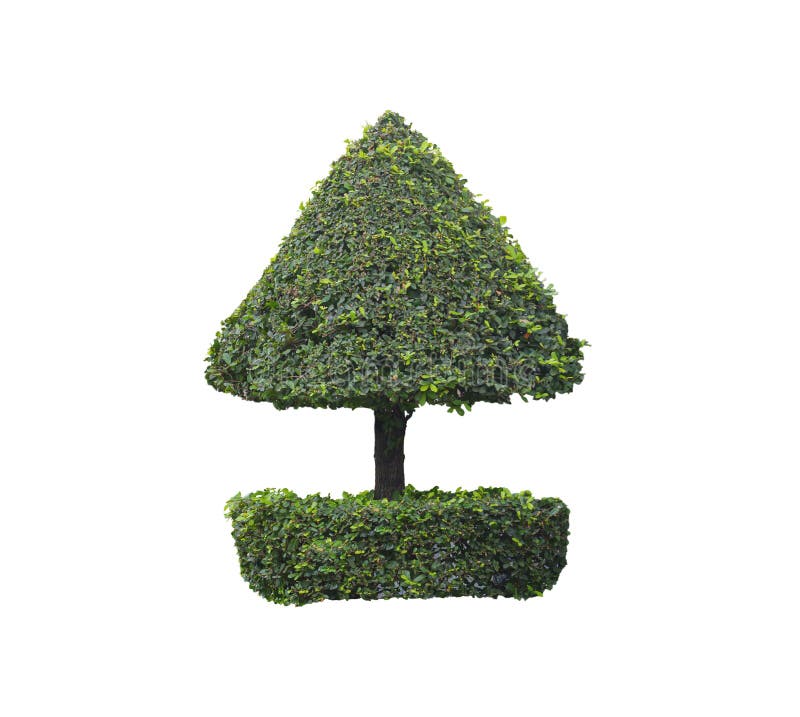 125 Ficus Topiary Stock Photos - Free & Royalty-Free Stock Photos from ...