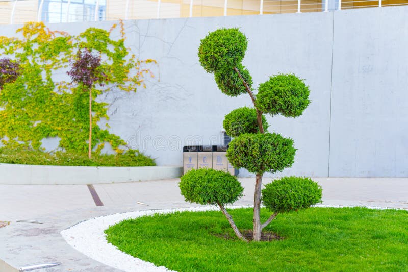 Decorative Topiary Tree in Urban Park Setting Stock Image - Image of ...