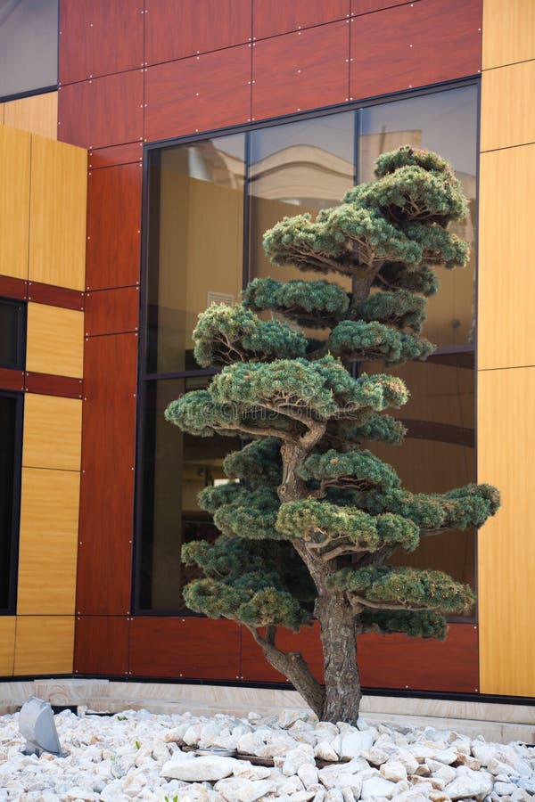 Decorative tree stock image. Image of exterior, property - 15451991
