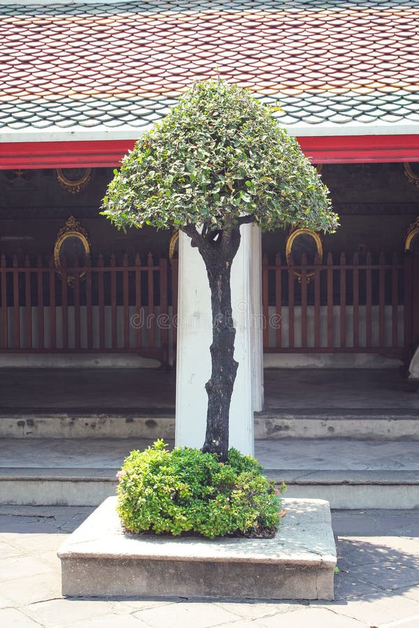 Decorative Tree is on Asian Town. Small Tropical Tree Stock Photo ...