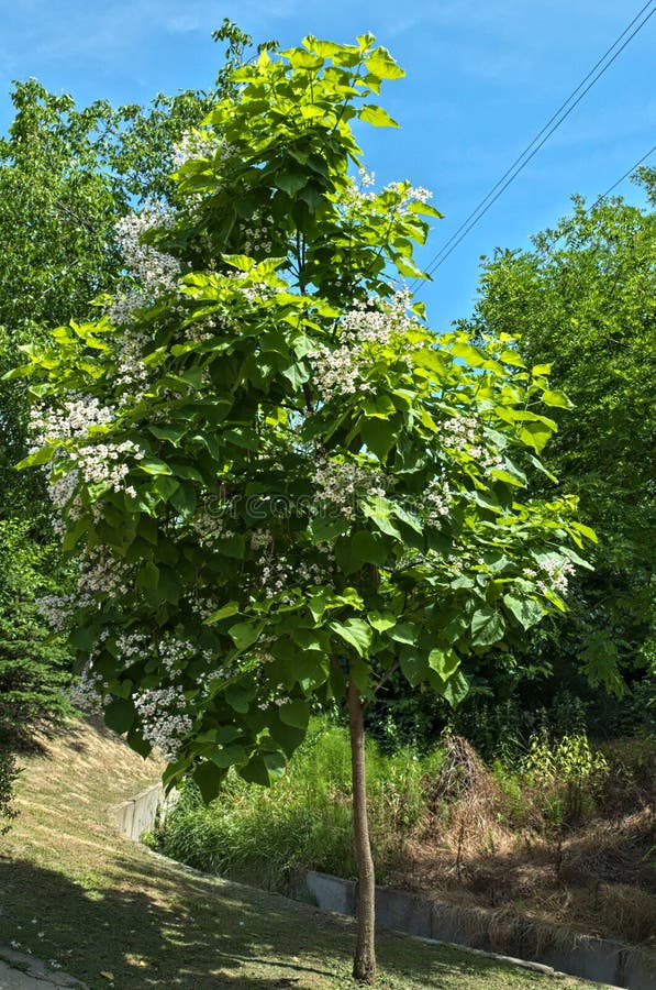 Decorative Tree Blooming with Big Clusters of White Flowers Stock Image ...