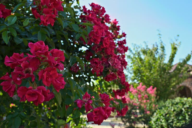 Decorative Tree Blooming with Big Red Flowers Stock Photo - Image of ...