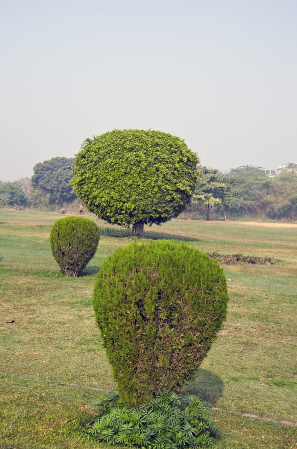 Decorative Tree Forms in New Delhi Park Stock Image - Image of formal ...