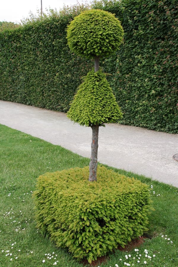 Decorative Tree in a Garden Stock Photo - Image of gardening, flowers ...