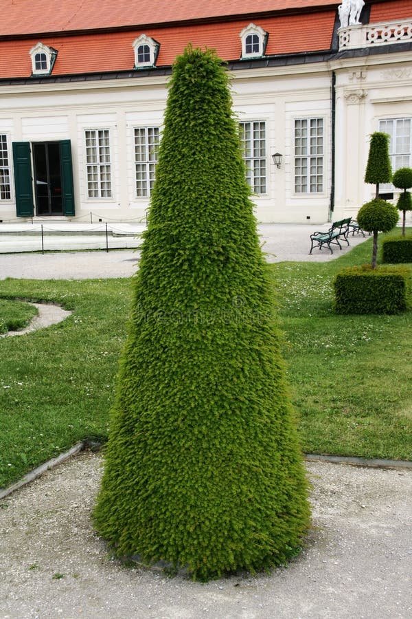 Decorative Tree in a Garden Stock Photo - Image of gardening, exotic ...