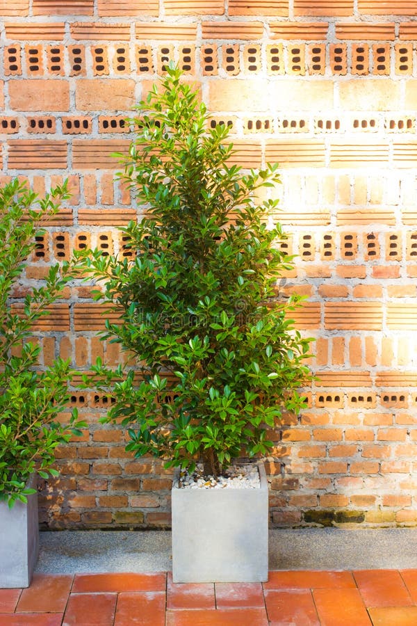 Decorative Tree in House or Work Place Stock Photo - Image of nature ...