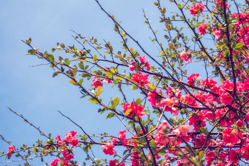 Decorative Tree with Red Flowers Stock Image - Image of branch, bloom ...