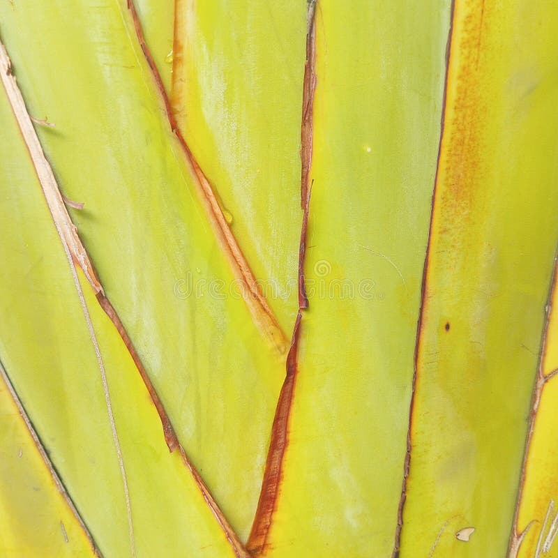 Decorative Tree Stalks with Striped Motifs with Neat Details Stock ...