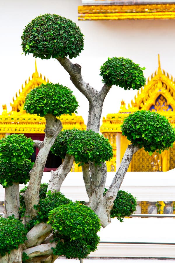 Decorative tree stock photo. Image of heritage, japan - 54167300