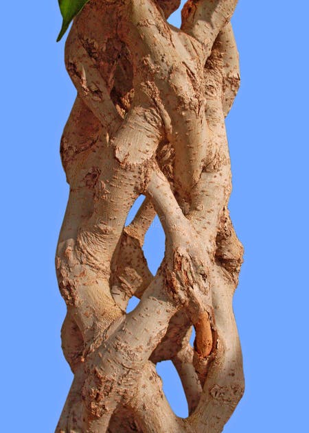 Decorative tree trunk stock image. Image of blue, decorative - 10527689