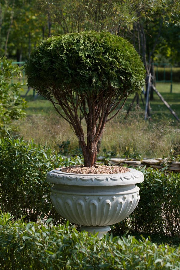 Decorative tree in a vase stock image. Image of bloom - 130380437