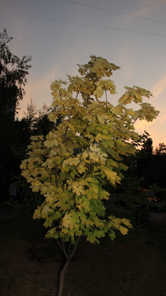 Decorative Tree Yellow Green Contrast Stock Photo - Image of design ...