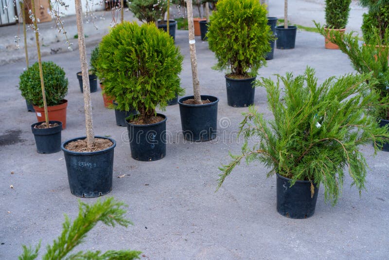 Decorative Trees in Buckets on the Street Stock Image - Image of ...