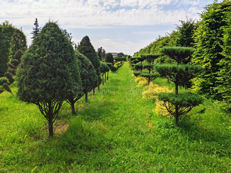 Decorative Trees and Seedlings of Young Trees in the Garden Center ...
