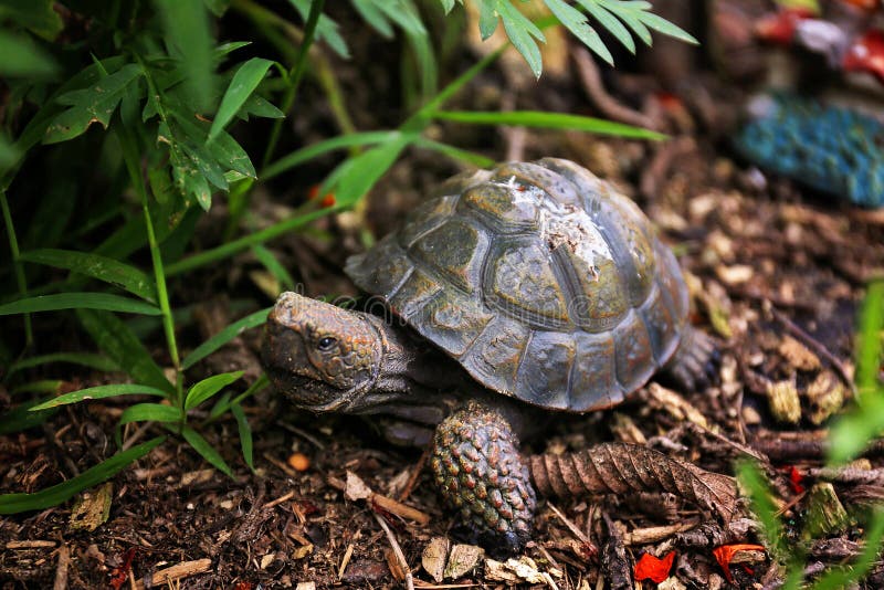Turtle hiding stock photo. Image of animal, tortoise - 30524564