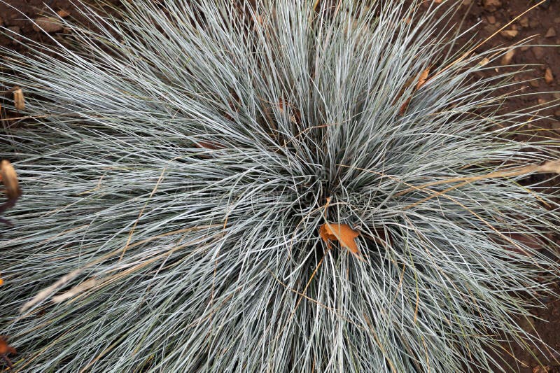 Decorative Variety of Juniper Stock Photo - Image of nature, decoration ...