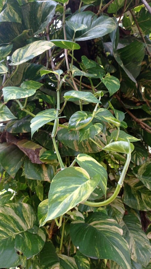 Decorative Vines on Coconut Trees Stock Photo - Image of green ...