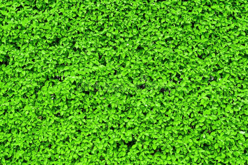 Decorative Wall from a Plant with Green Leaves. Natural Pattern ...