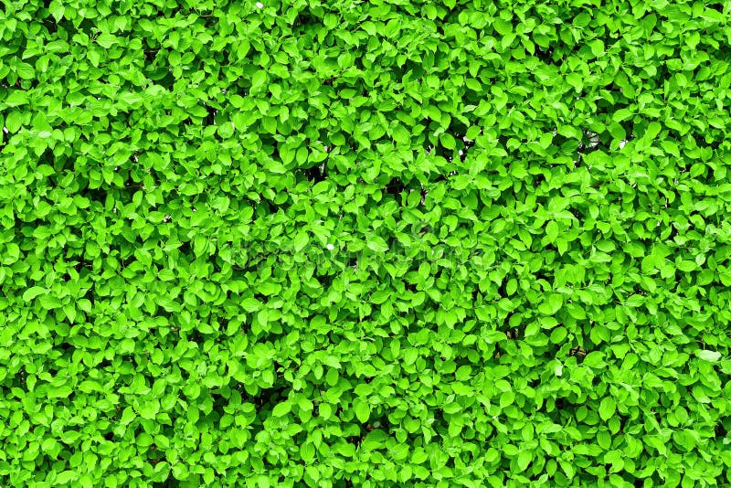 Decorative Wall from a Plant with Green Leaves. Natural Pattern ...