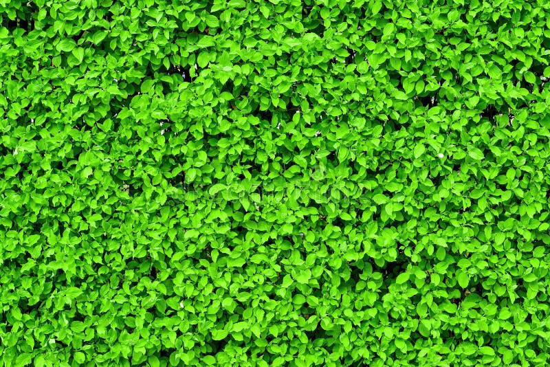 Decorative Wall from a Plant with Green Leaves. Natural Pattern ...