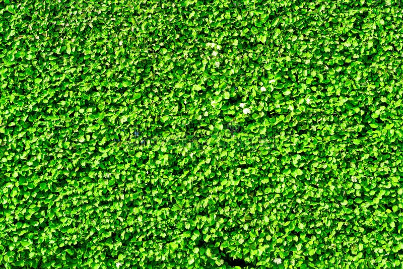 Decorative Wall from a Plant with Green Leaves. Natural Pattern ...