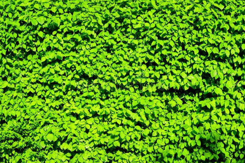 Decorative Wall from a Plant with Green Leaves. Natural Pattern ...
