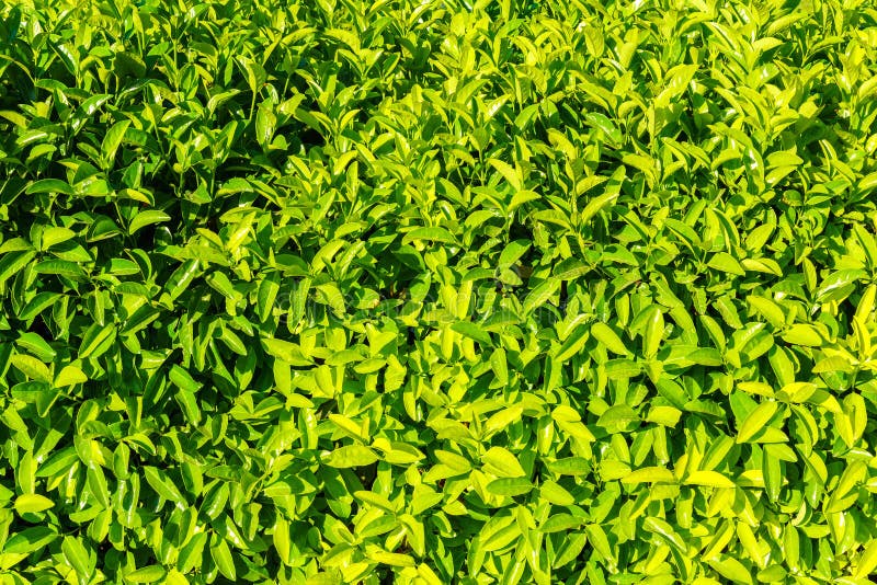 Decorative Wall from a Plant with Green Leaves. Natural Pattern ...