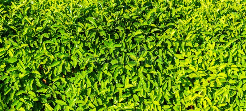 Decorative Wall from a Plant with Green Leaves. Natural Pattern ...