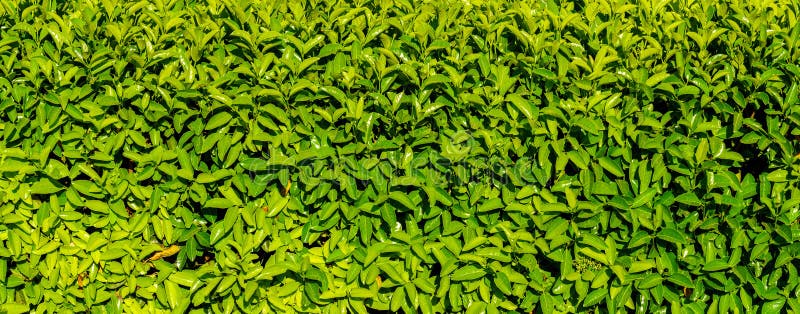 Decorative Wall from a Plant with Green Leaves. Natural Pattern ...