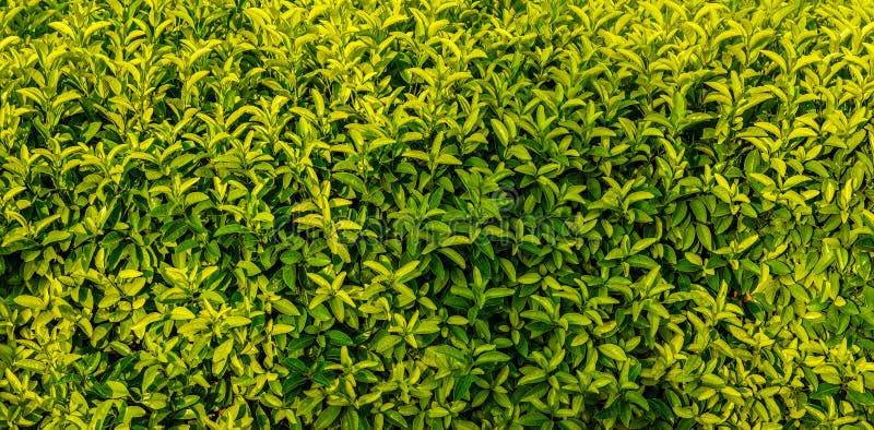 Decorative Wall from a Plant with Green Leaves. Natural Pattern ...