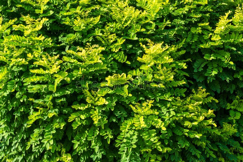 Decorative Wall from a Plant with Green Leaves. Natural Pattern ...