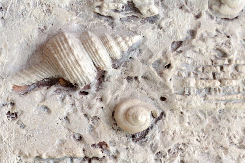 Decorative Wall Texture Marine Style. Stock Photo Close-up Texture with ...