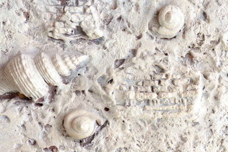 Decorative Wall Texture Marine Style. Stock Photo Close-up Texture with ...